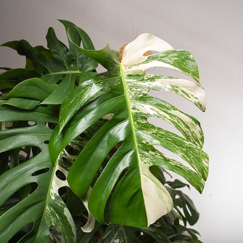 Monstera 'Variegata' na pniu| Monstera biała