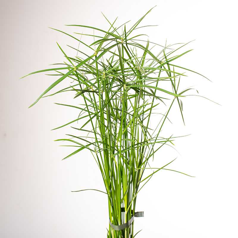 Papirus Cyperus 'Gracilis'