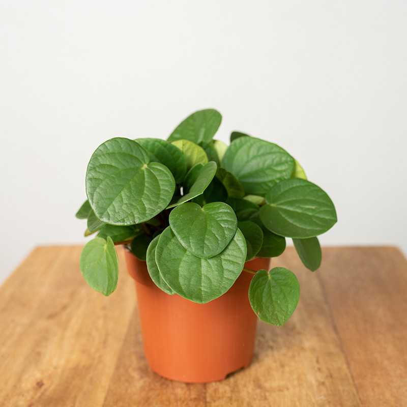 Peperomia 'Rana Verde'