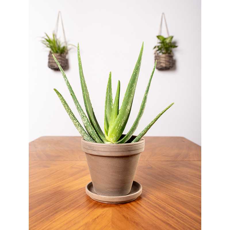 Aloes leczeniczy 'Aloe Vera' doniczkowy