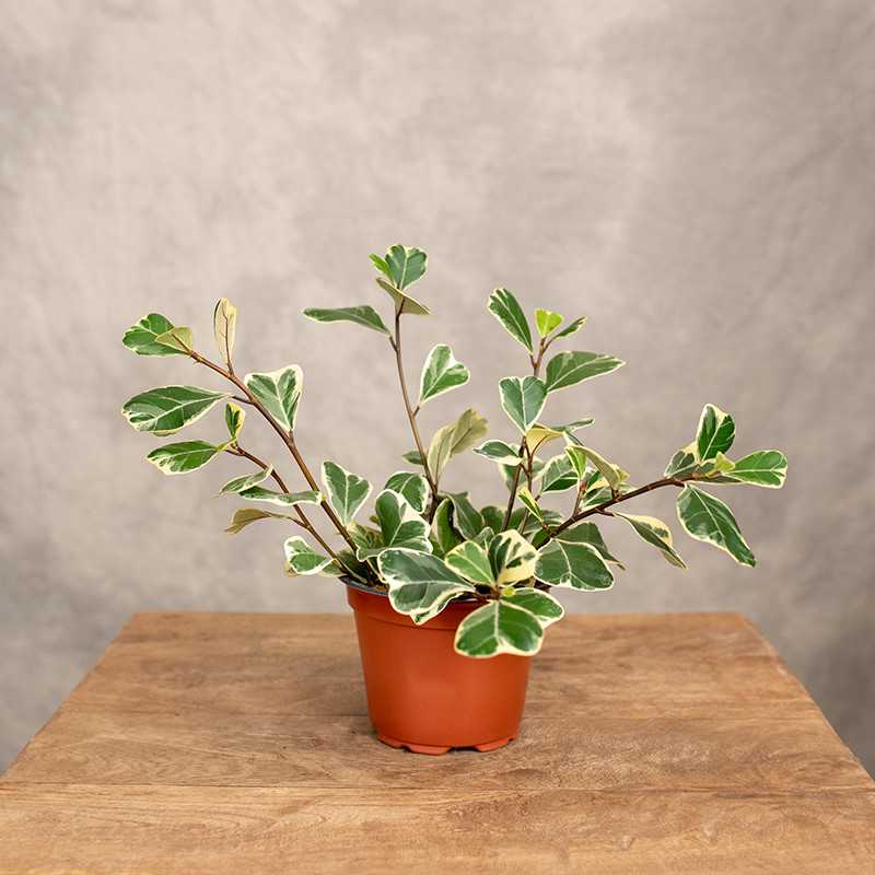 Fikus 'Sweetheart' | Mały