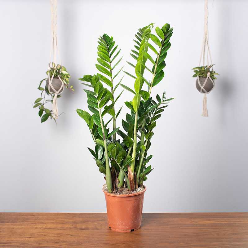 Zamiokulkas | Duży | Zamioculcas zamiifolia