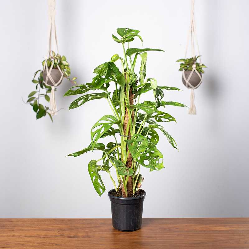 Monstera 'Monkey Mask'