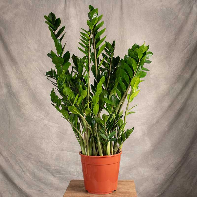 Zamiokulkas | Duży | Zamioculcas zamiifolia