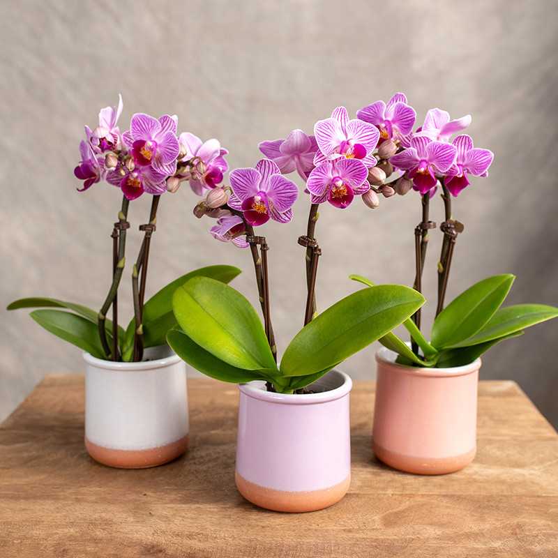 Storczyk miniaturka | Phalaenopsis sp.