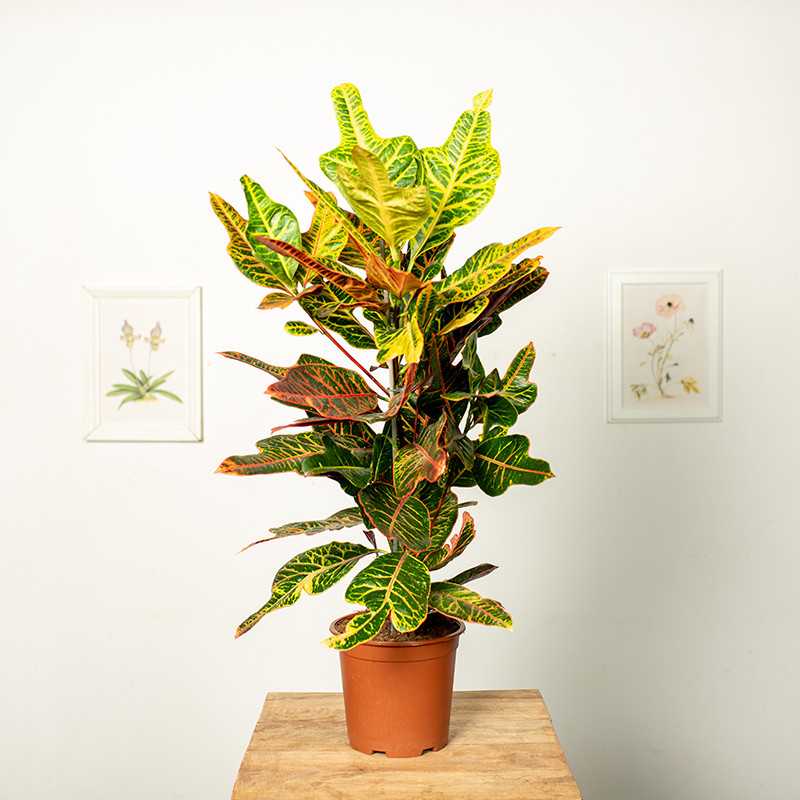 Kroton 'Excellent' | Duży