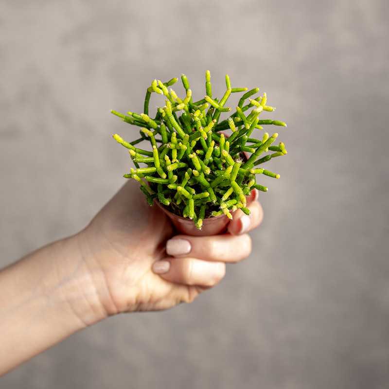 Patyczak Rhipsalis cerecsula | Mini