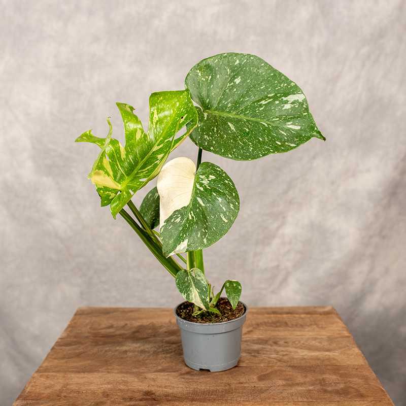 Monstera 'Variegata' na pniu| Monstera biała