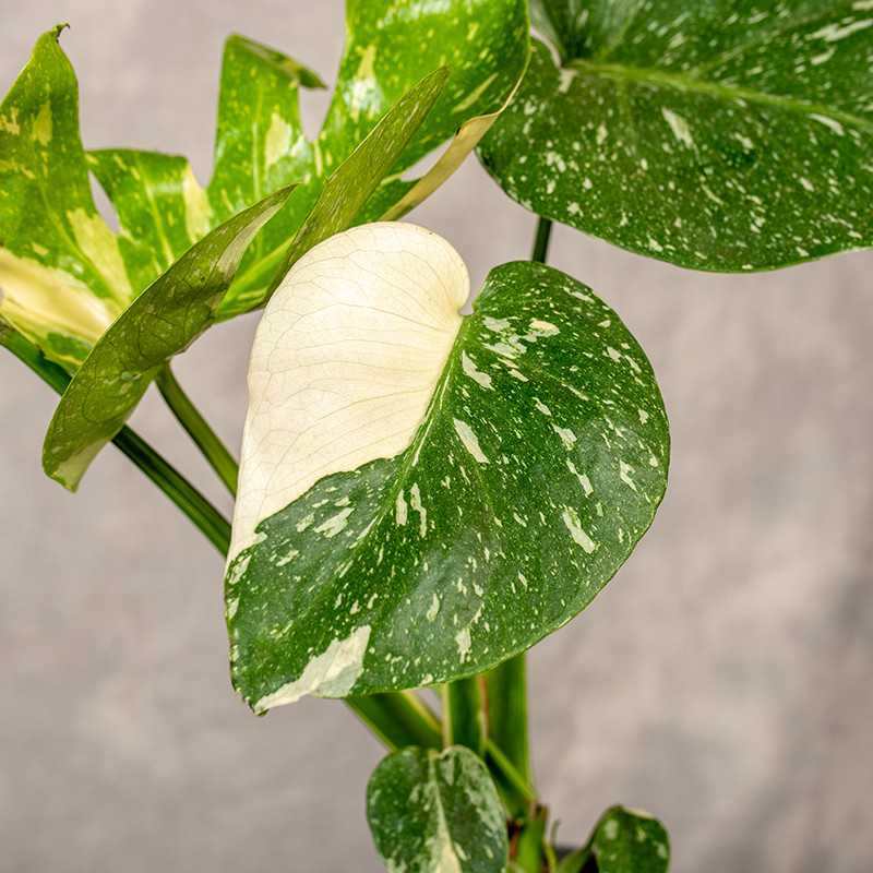 Monstera 'Variegata' na pniu| Monstera biała