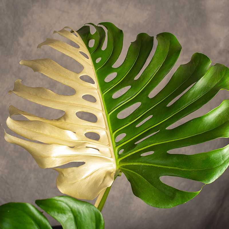 Monstera 'Variegata' na pniu| Monstera biała
