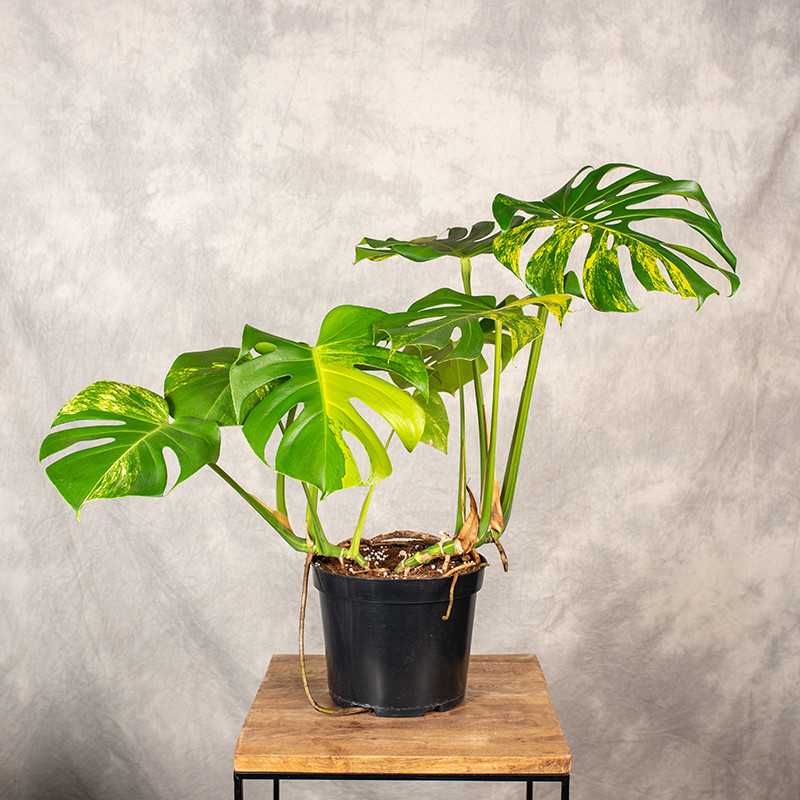 Monstera 'Variegata' na pniu| Monstera biała
