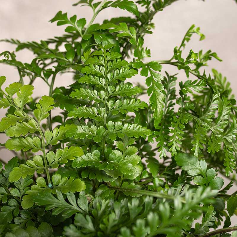 Asplenium 'Parvati'