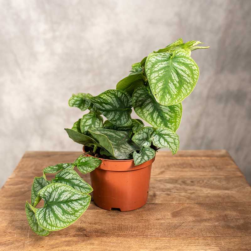 Monstera - Odkryj kolekcję pięknych roślin.