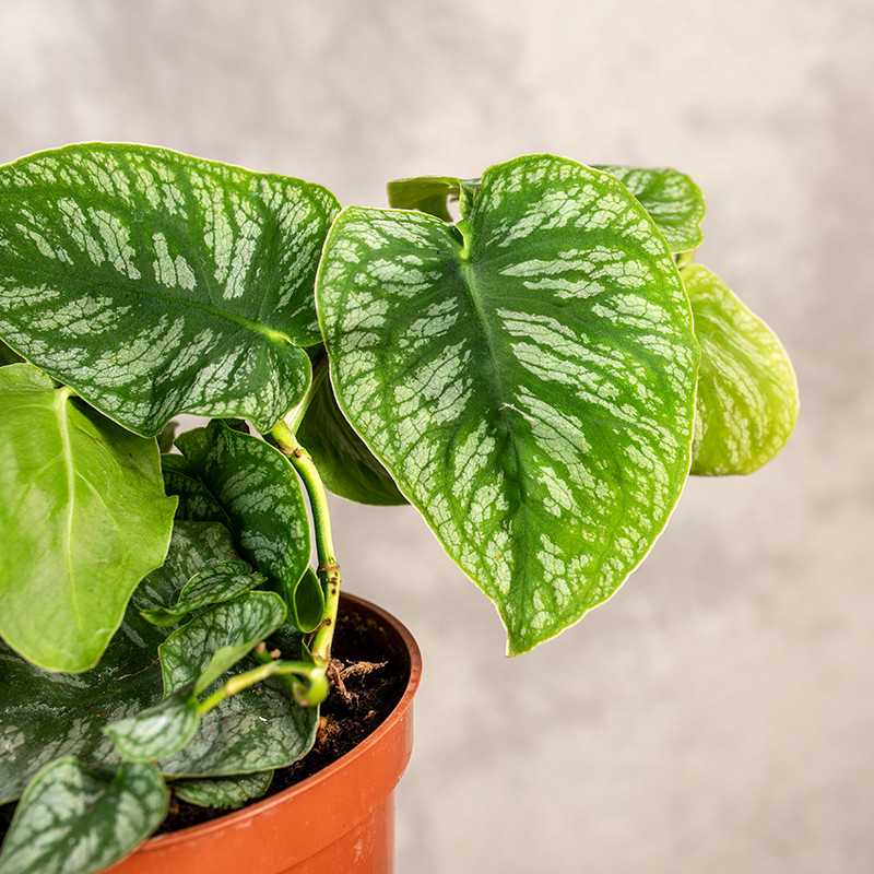 Monstera dubia | Mała