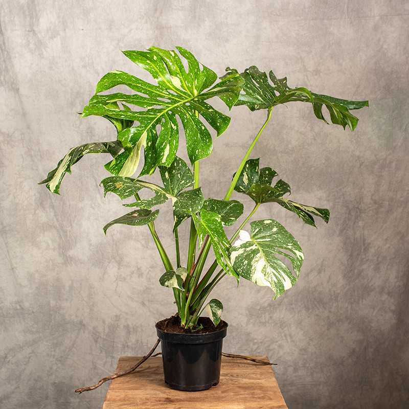 Monstera 'Variegata' na pniu| Monstera biała