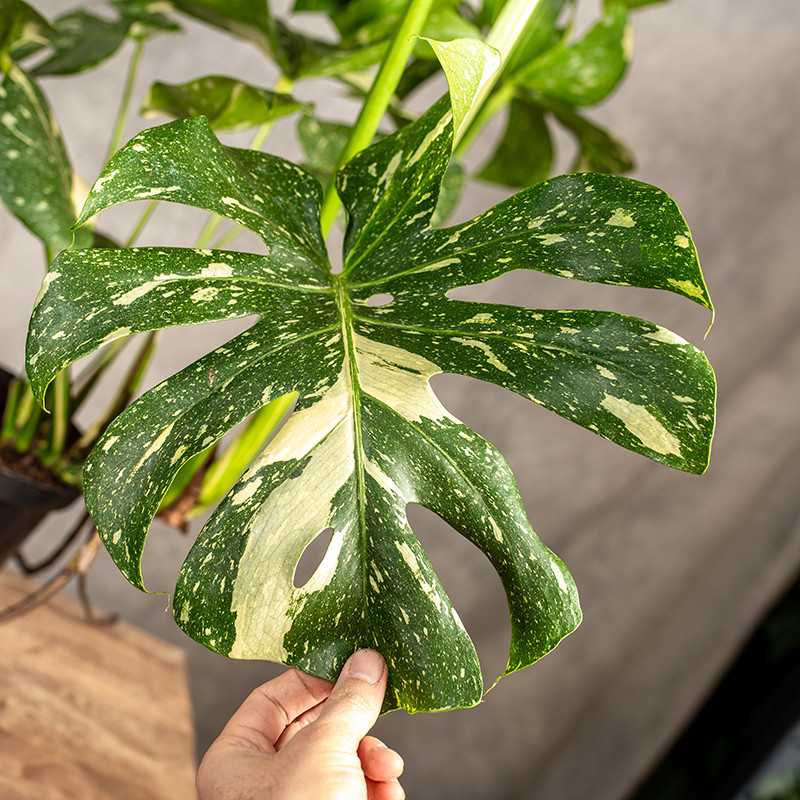 Monstera 'Variegata' na pniu| Monstera biała