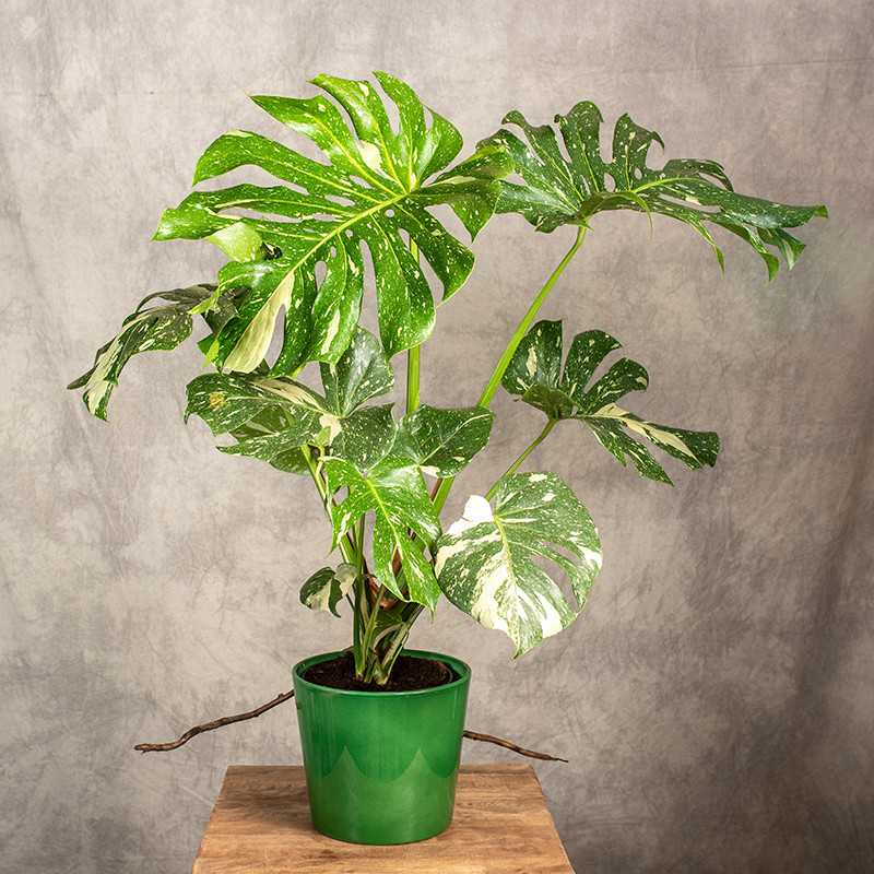Monstera 'Variegata' na pniu| Monstera biała