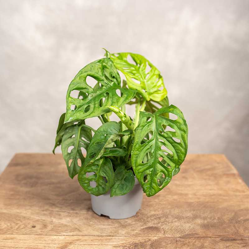 Monstera 'Monkey Mask' | Mała