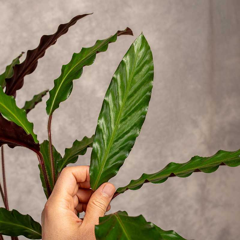 Kalatea falistolistna | Duża