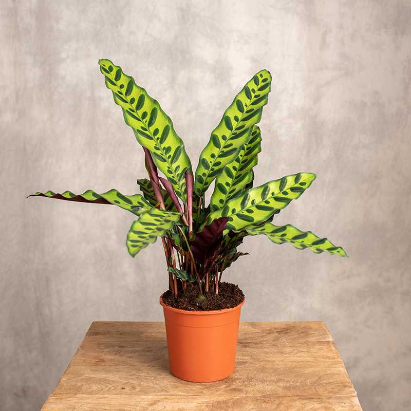 Kalatea (Calathea) - Roślina doniczkowa | Najwyższa jakość | Tomaszewski.pl