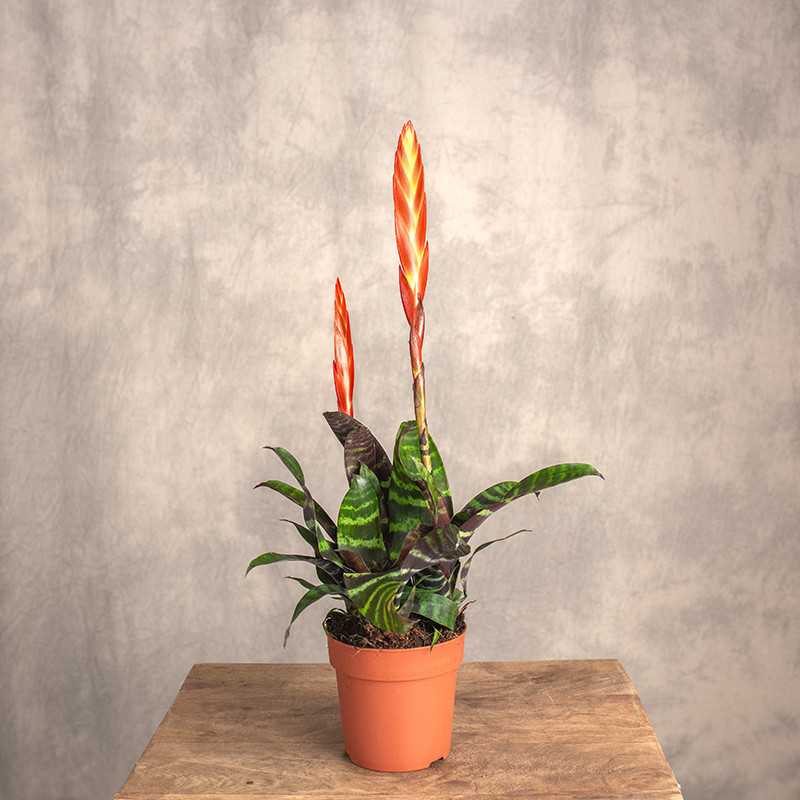 Frizea 'Era' | Mała