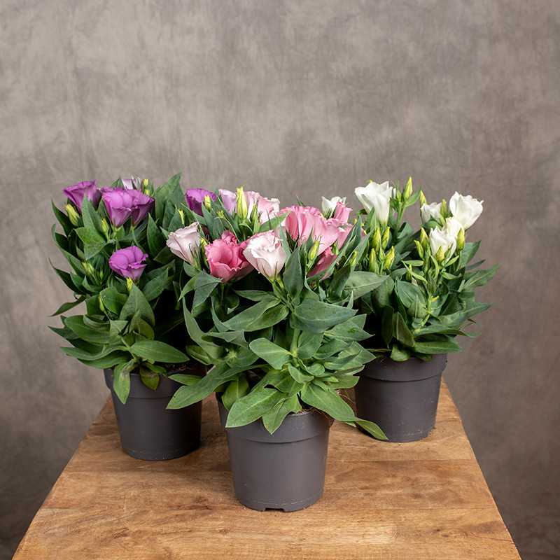 Eustoma MIX kolorów