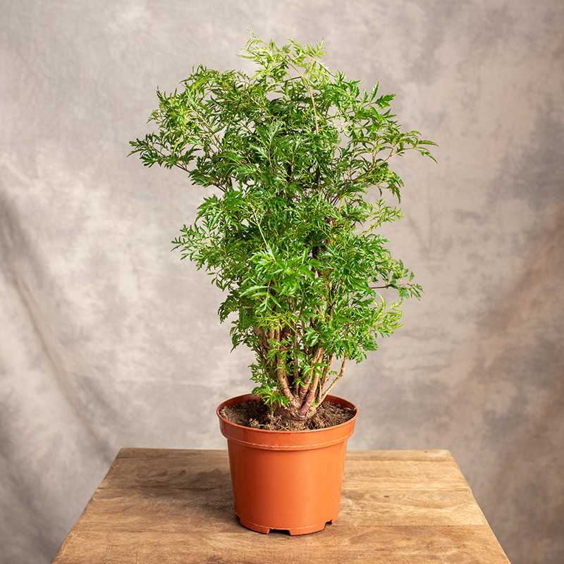 Polyscias fruticosa 'Ming'