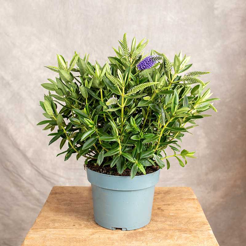 Hebe 'Donna Britta Purple'