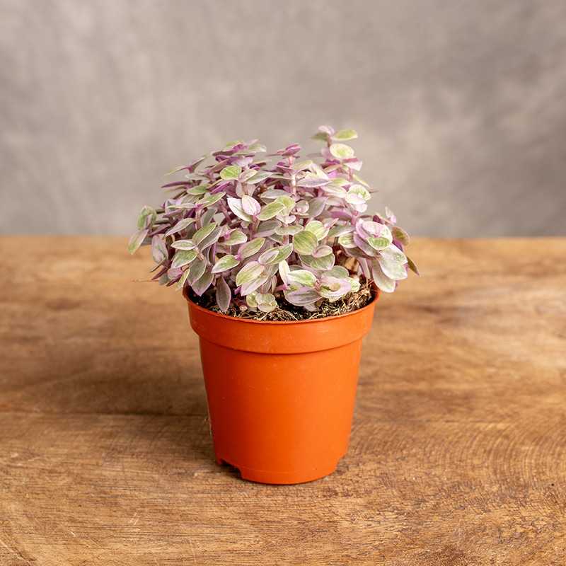 Callisia overig 'Pink Lady' / 'Rosato Purple' | Smużyna | Kalisia