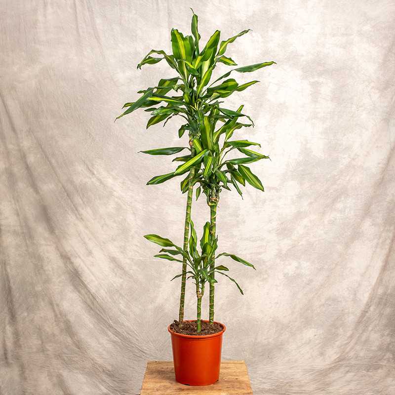 Dracena 'Cintho' | 3 Pędy
