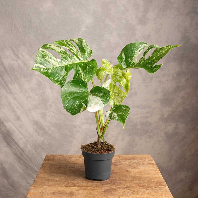 Monstera 'Variegata' na pniu| Monstera biała