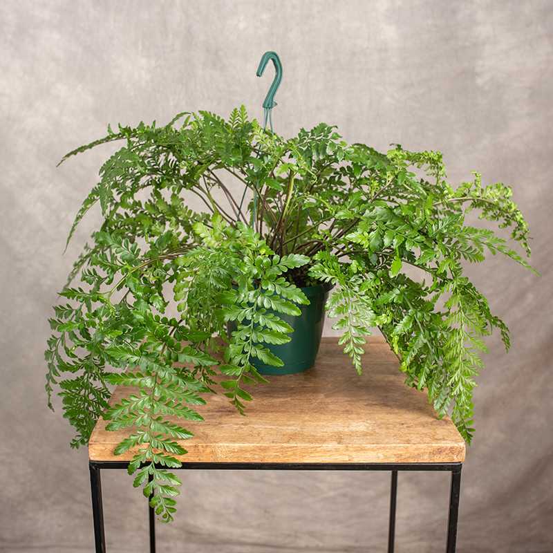 Asplenium 'Parvati' | Wiszące