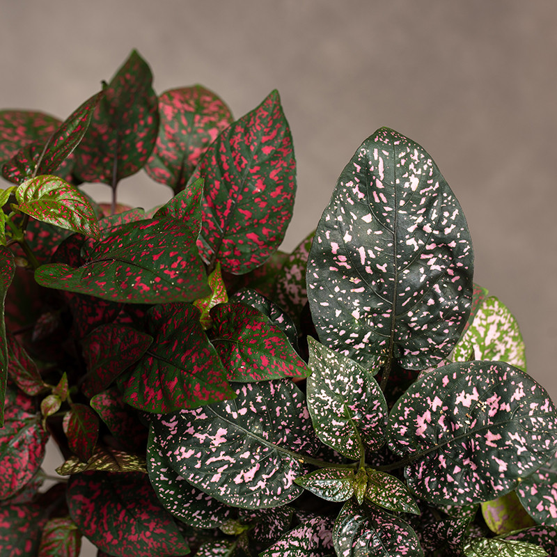 Hypoestes | Niedośpian | Hypoestes phyllostachya