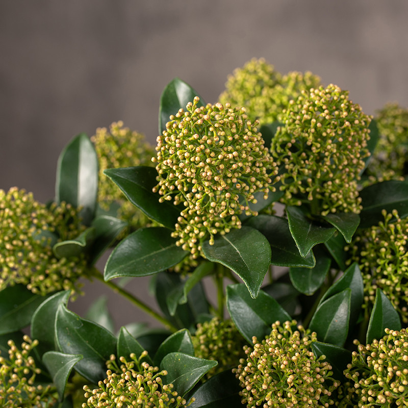 Skimia japońska 'White Dwarf'