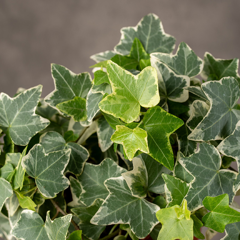 Bluszcz Hedera helix 'Eva' | Mały