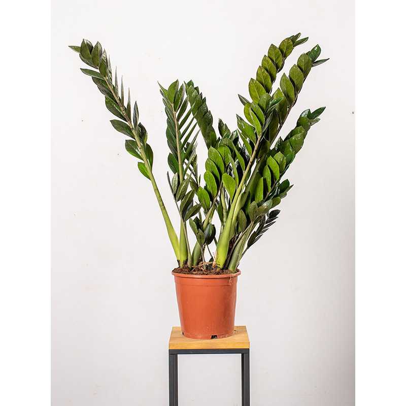 Zamiokulkas 'Supernova'