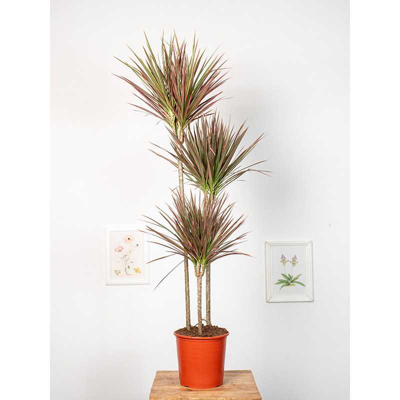 Dracena 'Colorama' | 3 Pędy