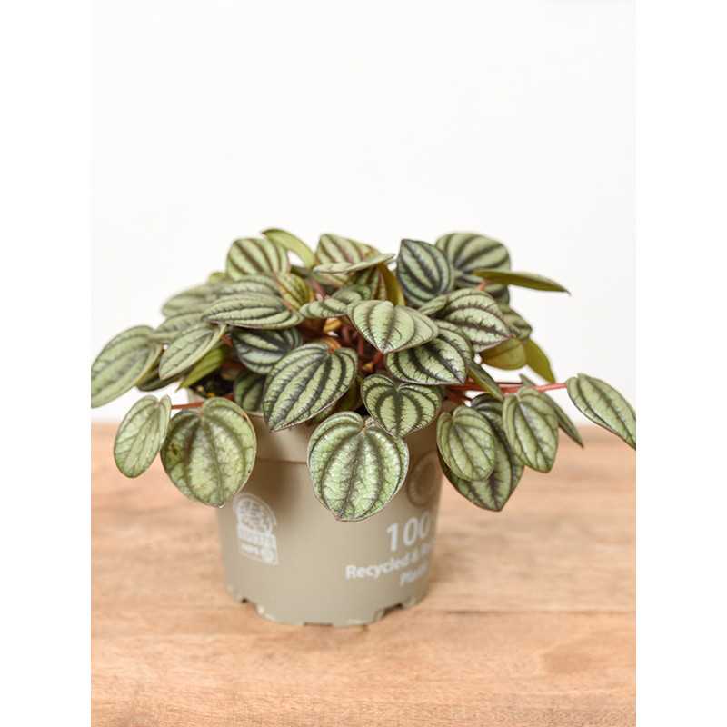 Peperomia 'Piccolo Banda'
