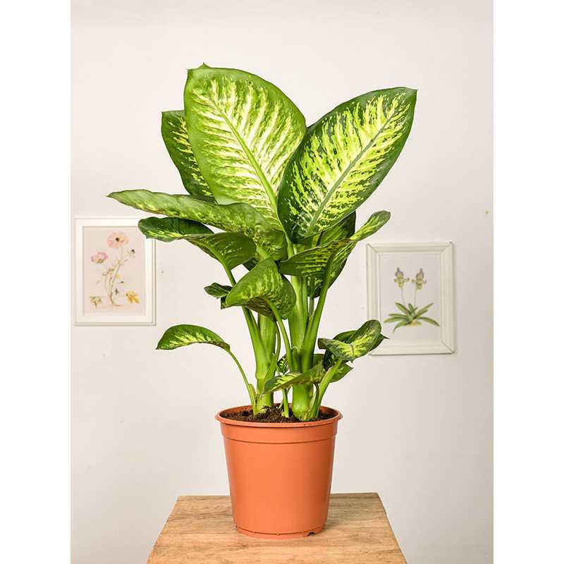 Difenbachia 'Lemon Tropic'