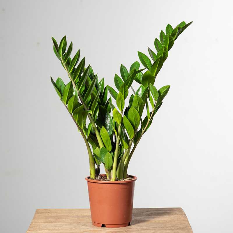 Zamiokulkas | Zamioculcas zamiifolia