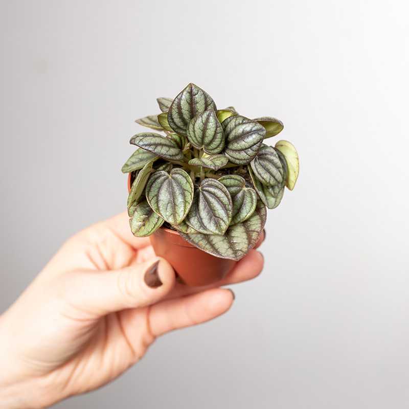 Peperomia 'Piccolo Banda'