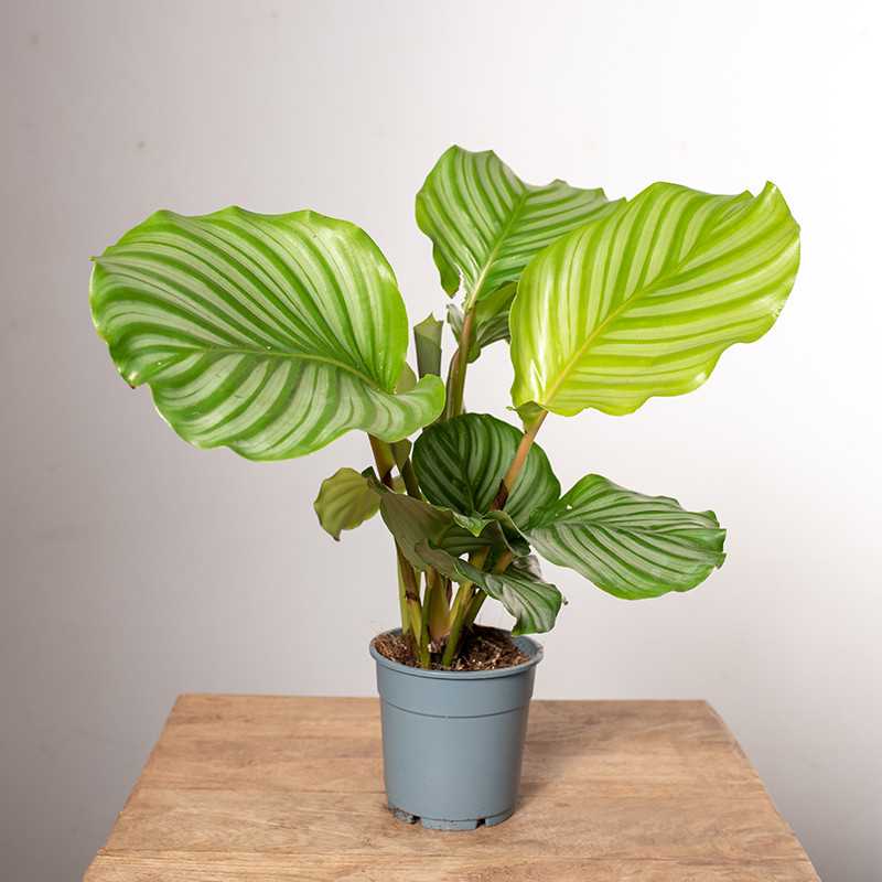 Kalatea okrągłolistna