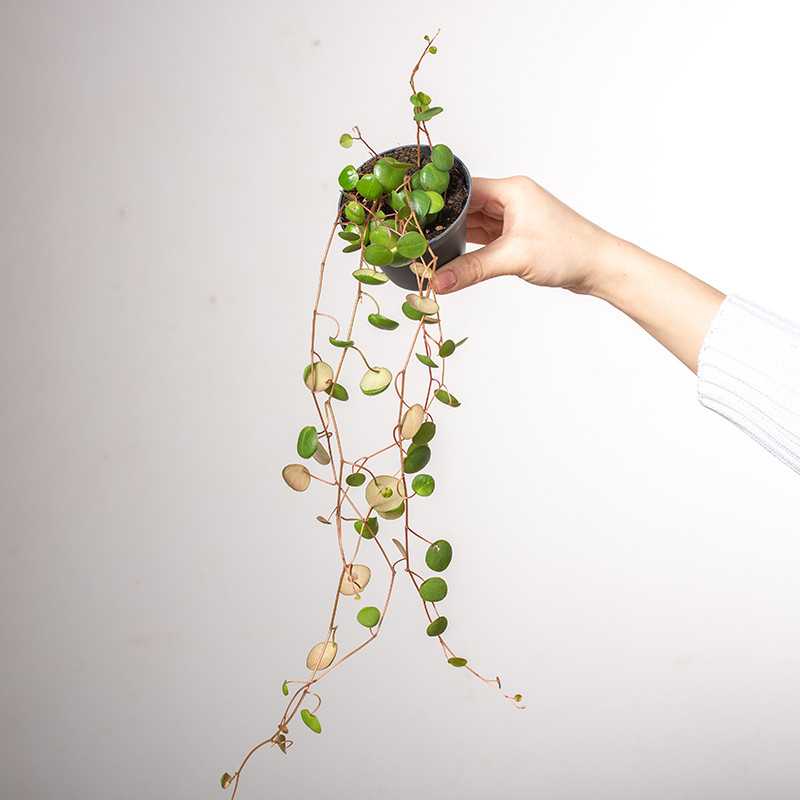 Peperomia prostrata 'Pepperspot'