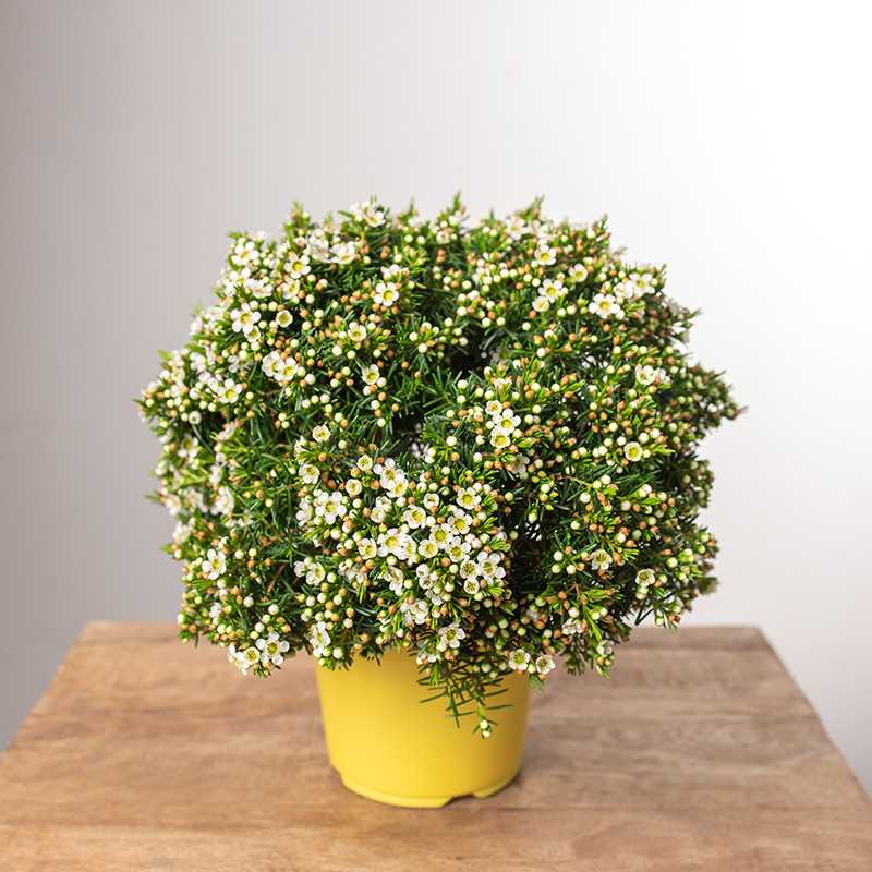 Chamelaucium 'Sweet Sexteen'