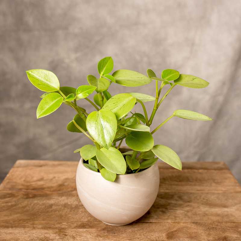 Peperomia 'Pixie Lime'