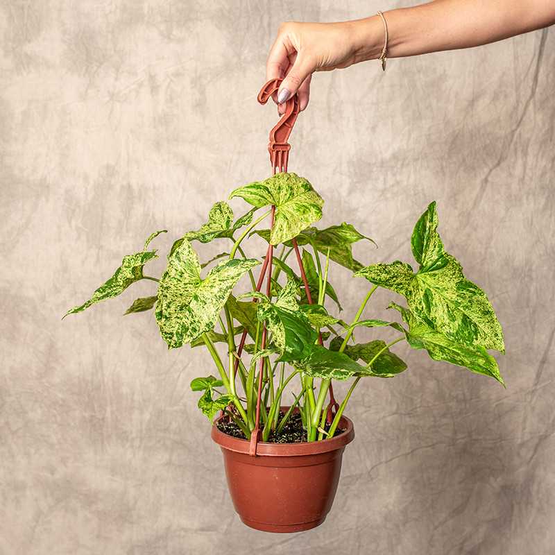 Syngonium 'Mottled Mojito' | Wiszące
