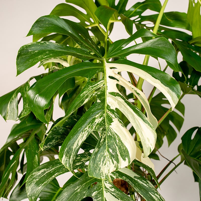 Monstera 'Variegata' na pniu| Monstera biała