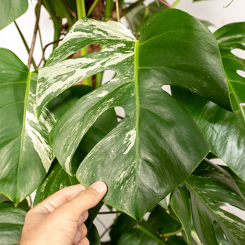 Monstera 'Variegata' na pniu| Monstera biała