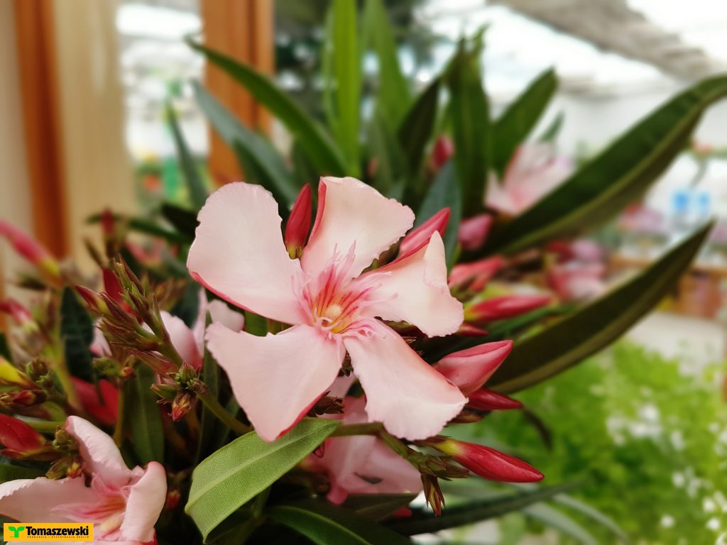 Oleander - co trzeba wiedzieć o podlewaniu, nawożeniu i cięciu ...