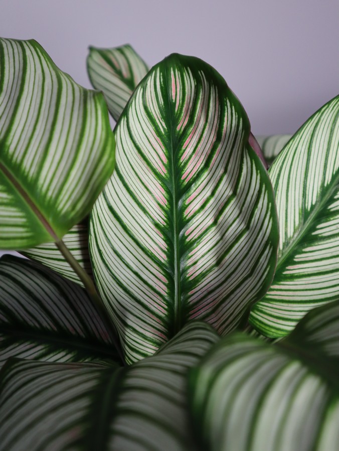 Kalatea - uprawa i pielęgnacja roślin w domu.